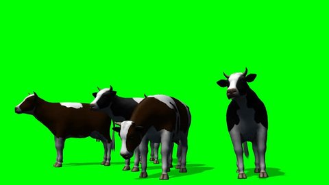Cows Grazing Green Screen Stock Footage Video (100% Royalty-free ...