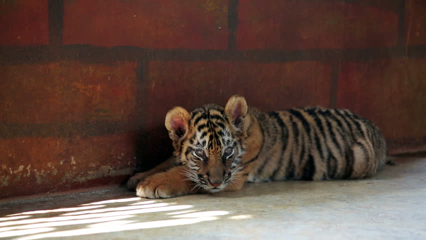 Tiger Hug Stock Video Footage - 4K and HD Video Clips | Shutterstock