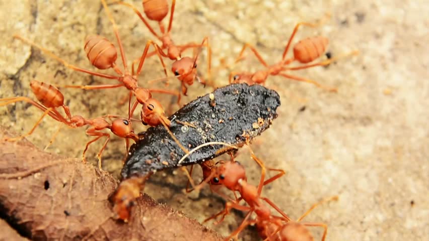 fire ants hunting Stock Footage Video (100% Royalty-free) 6945556 ...