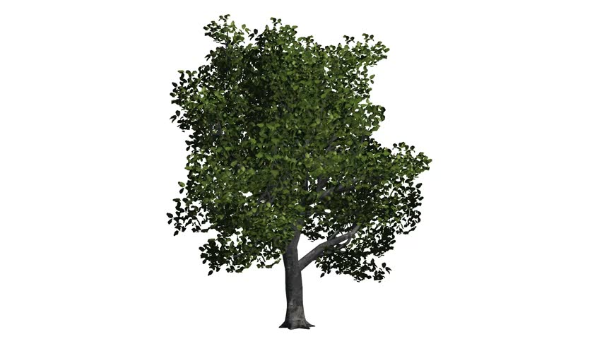 growing tree 3d animation orbiting camera Stock Footage Video (100% ...