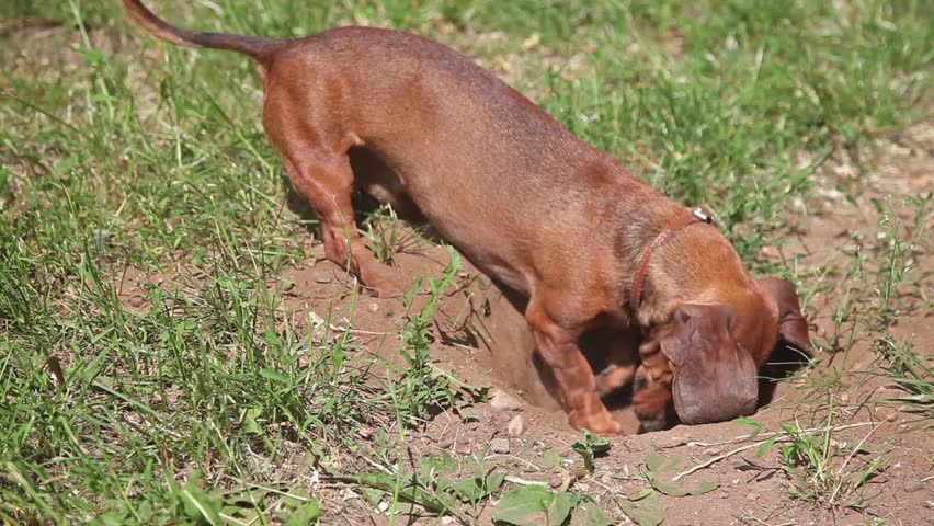 Dog, Dachshund, Digs a Hole Stock Footage Video (100% Royalty-free ...