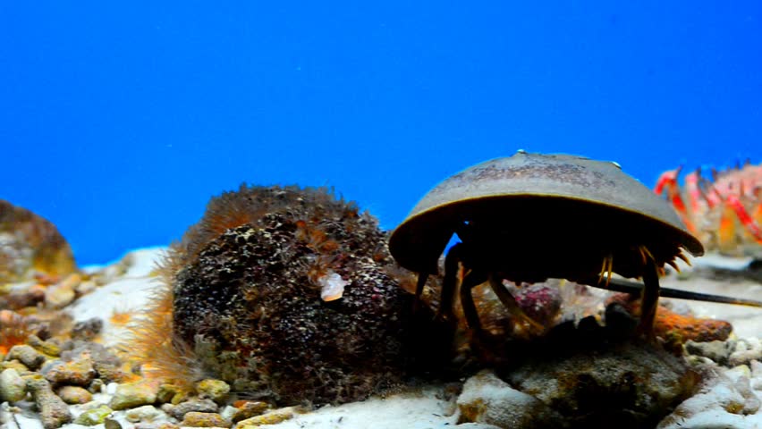 Horseshoe Crab (limulidae) Stock Footage Video (100% Royalty-free ...
