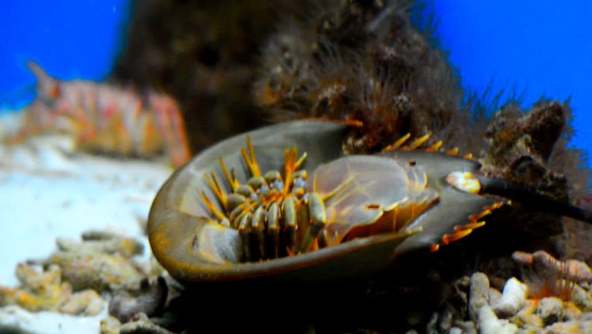 Horseshoe Crab (limulidae) Stock Footage Video (100% Royalty-free ...