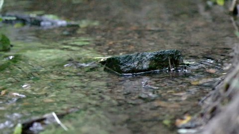 alligator eating rabbit Stock Footage Video (100% Royalty-free) 2649308 ...