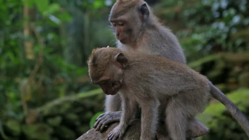 Young Monkeys Try to Bite. Stock Footage Video (100% Royalty-free ...