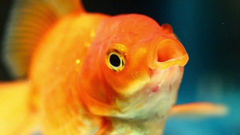 Adult Goldfish Close Breathing Slow Motion Stock Footage Video (100% ...