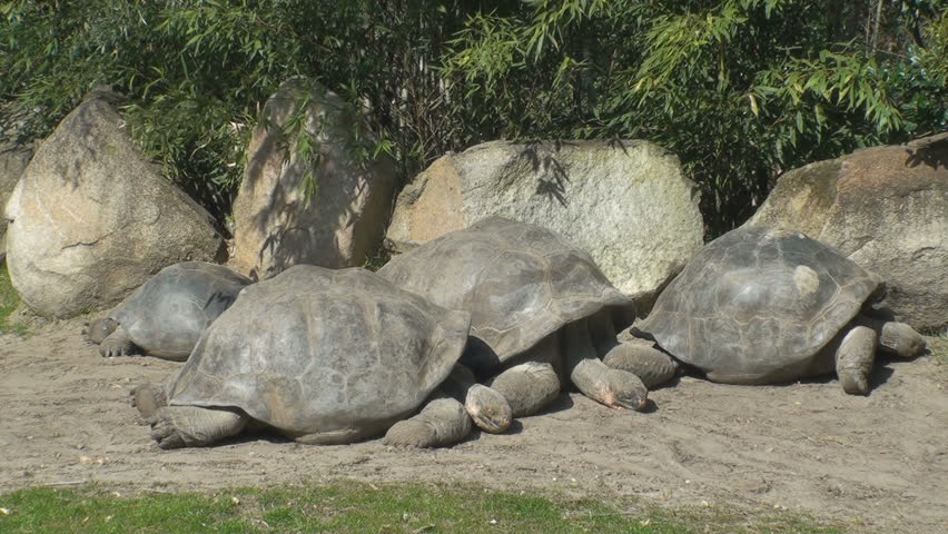 Turtle Stretching His Neck! Stock Footage Video (100% Royalty-free ...