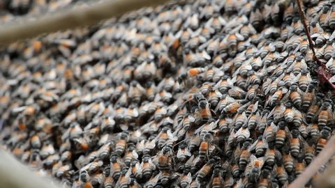 Set Collection Montage Close Honey Bees Stock Footage Video (100% ...