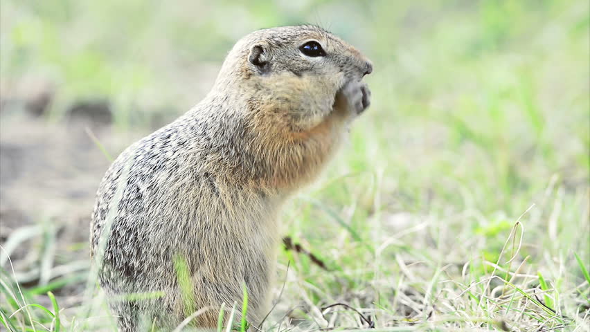 Ground Squirrel Eating Stock Footage Video (100% Royalty-free) 7011382 ...
