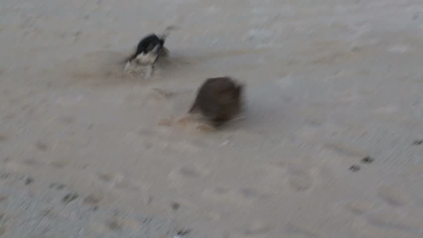 dog having fun chasing pigs on Stock Footage Video (100% Royalty-free ...