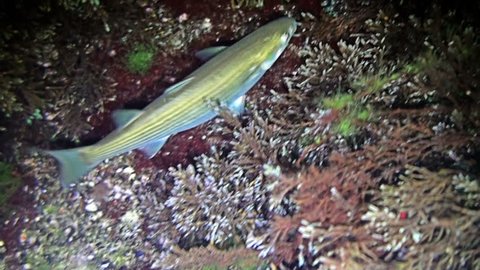 Fish Species Leaping Mullet Liza Saliens Stock Footage Video (100% ...