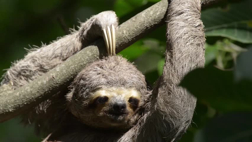 Sloth Hanging and Moving On Stock Footage Video (100% Royalty-free ...