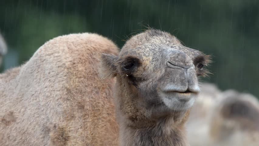 Bactrian Camel (camelus Bactrian) in Stock Footage Video (100% Royalty ...
