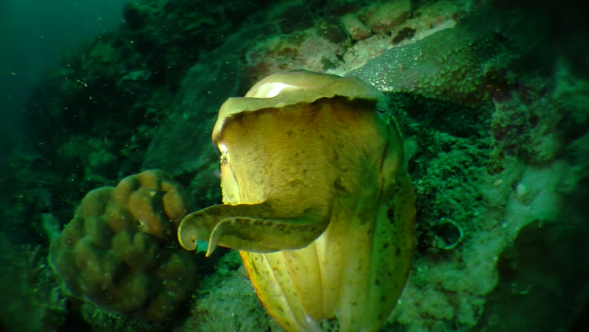 cuttlefish moving via siphon propulsion Stock Footage Video (100% ...