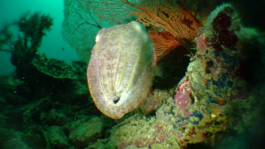 cuttlefish moving via siphon propulsion Stock Footage Video (100% ...