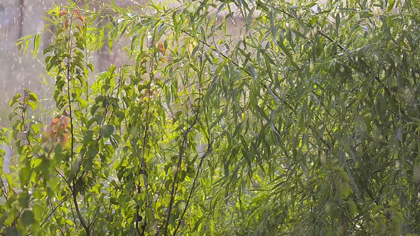 heavy rain over willow apple tree Stock Footage Video (100% Royalty ...