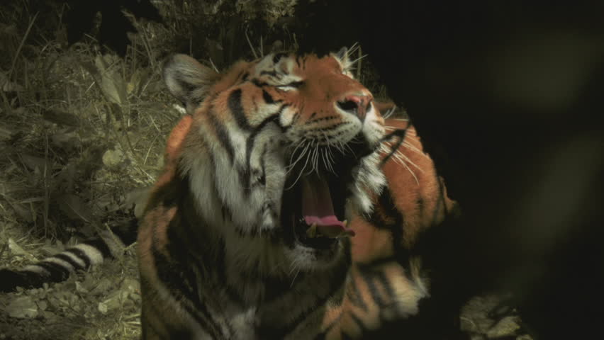 tiger roars Stock Footage Video (100% Royalty-free) 7091668 | Shutterstock