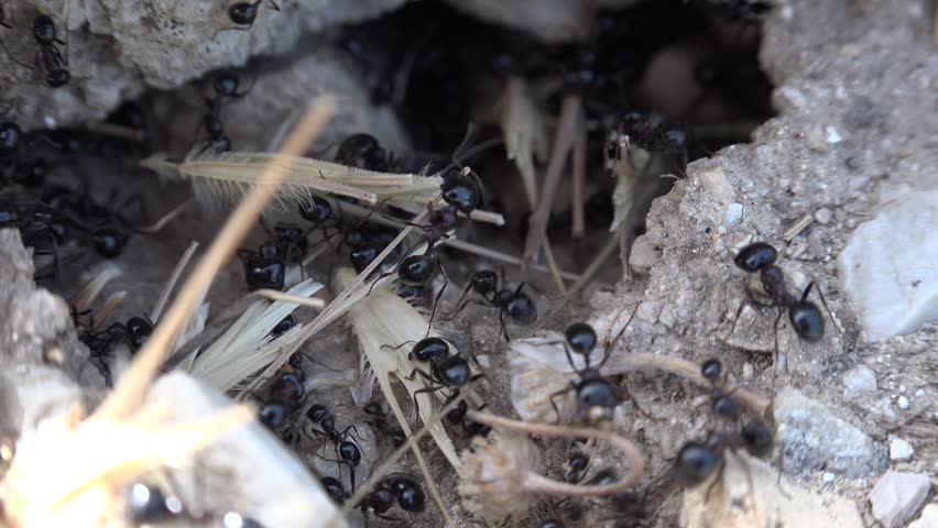 ultra hd 4k ants working gathering Stock Footage Video (100% Royalty ...