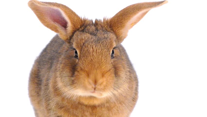 rabbit Stock Footage Video (100% Royalty-free) 7111417 | Shutterstock