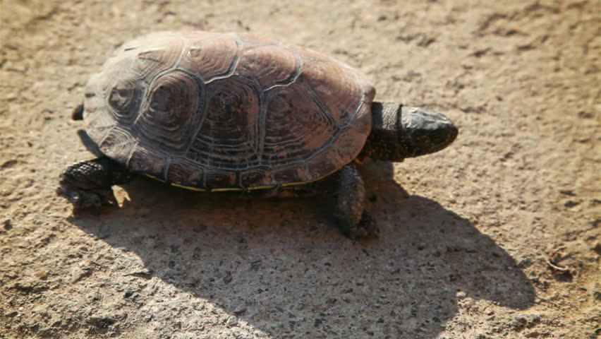 Turtle Slowly Walking By Dry Stock Footage Video (100% Royalty-free ...