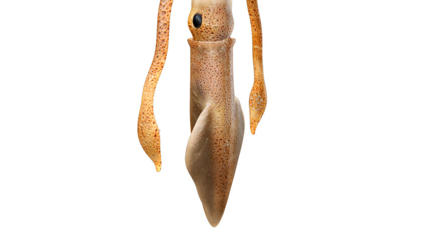 Loligo : vidéo de stock (100 % libre de droit) 7124479 | Shutterstock