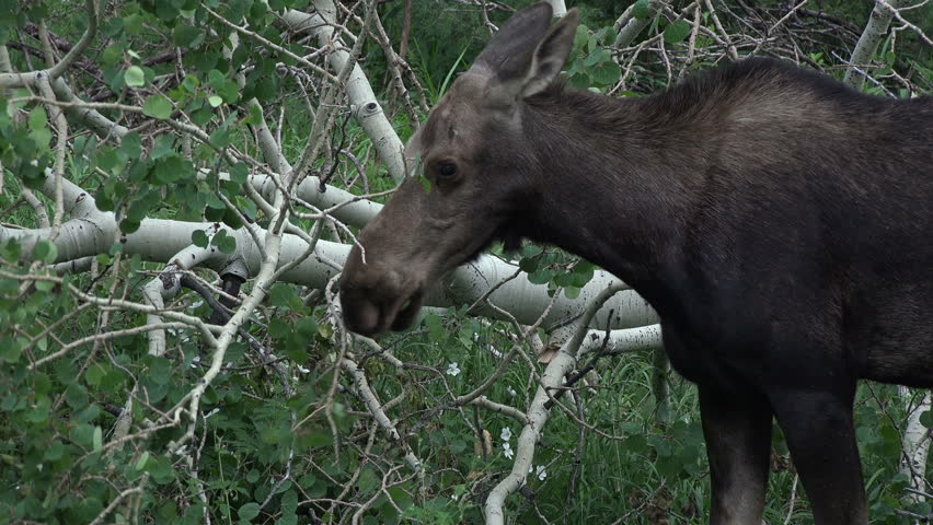 Moose Eating Aspen Leaves Forest Stock Footage Video (100% Royalty-free ...