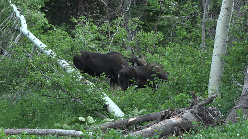 Three Moose Wildlife Utah Mountain Stock Footage Video (100% Royalty ...