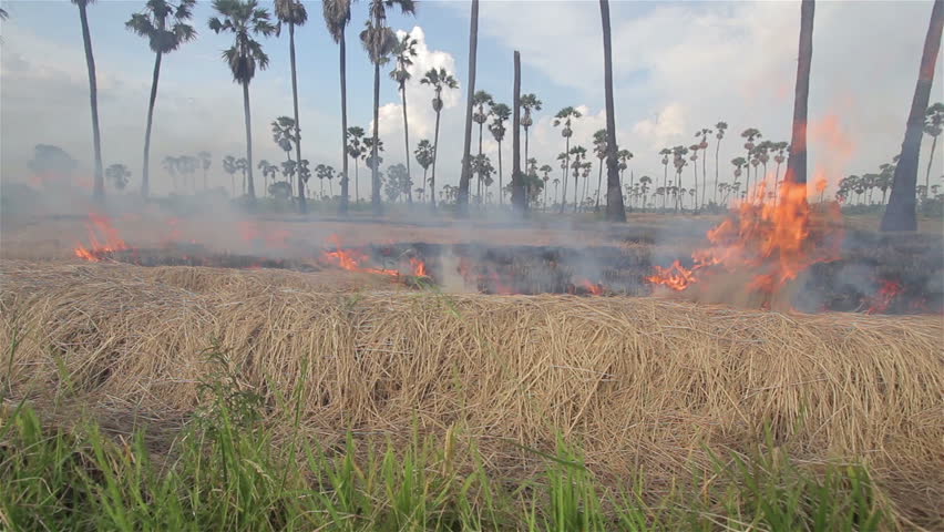 Fire in the Cornfield After Stock Footage Video (100% Royalty-free ...