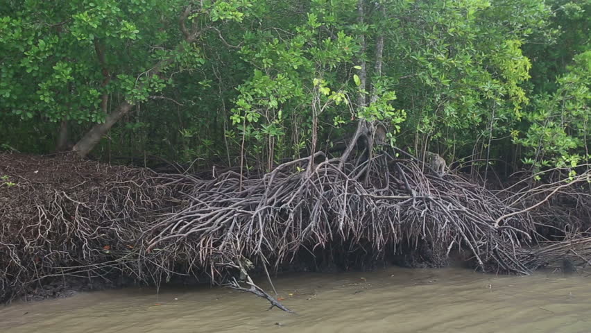 Monkeys Running Around the Roots Stock Footage Video (100% Royalty-free ...