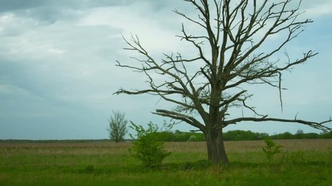 four seasons tree time lapse loop Stock Footage Video (100% Royalty ...