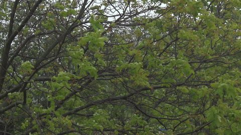 Wind Tree Stock Footage Video (100% Royalty-free) 7161745 | Shutterstock