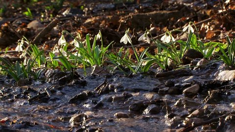 Group Snowdrops Net River Snowdrops Background Stock Footage Video (100 ...