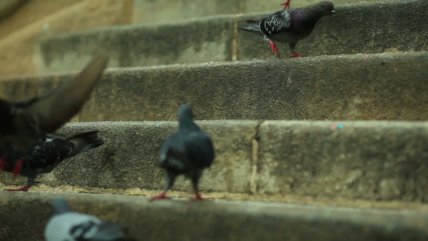 pigeons eat rice on road Stock Footage Video (100% Royalty-free ...