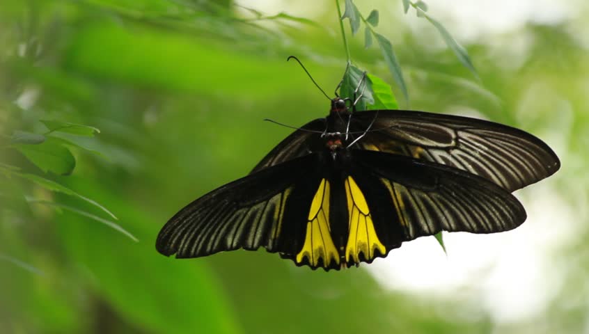 golden birdwing butterflies mating Stock Footage Video (100% Royalty ...