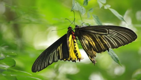 Golden Birdwing Butterflies Mating Stock Footage Video (100% Royalty ...