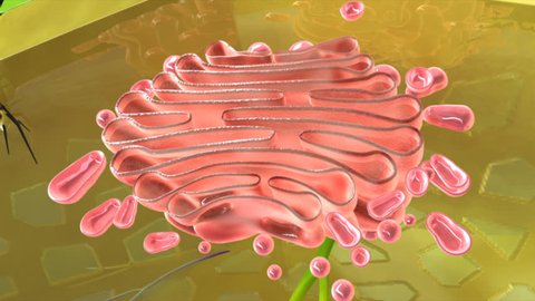 Chloroplast Eukaryotic Cell Animation Under Microscope Stock Footage Video (100% Royalty-free ...