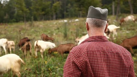 Serbian Goatherd Watching Over Goats Herd Stock Footage Video (100% ...