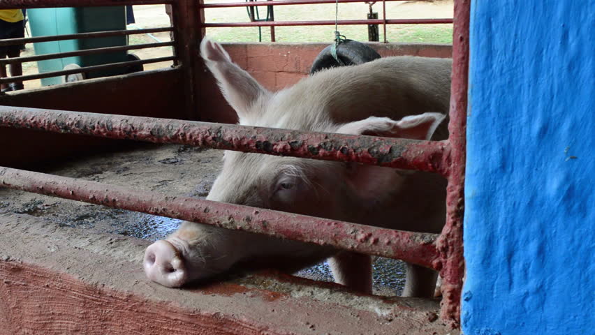 pig bites licks wall pen Stock Footage Video (100% Royalty-free ...