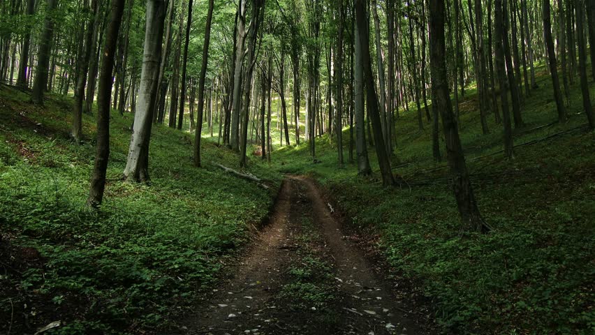 4k temperate climate deciduous summer forest Stok Videosu (%100 ...