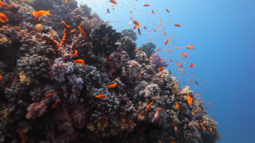 Small Orange Fish On Tropical Stock Footage Video (100% Royalty-free ...