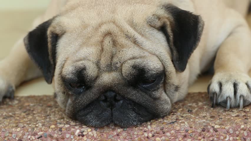 cute pug dog lays chin on Stock Footage Video (100% Royalty-free ...