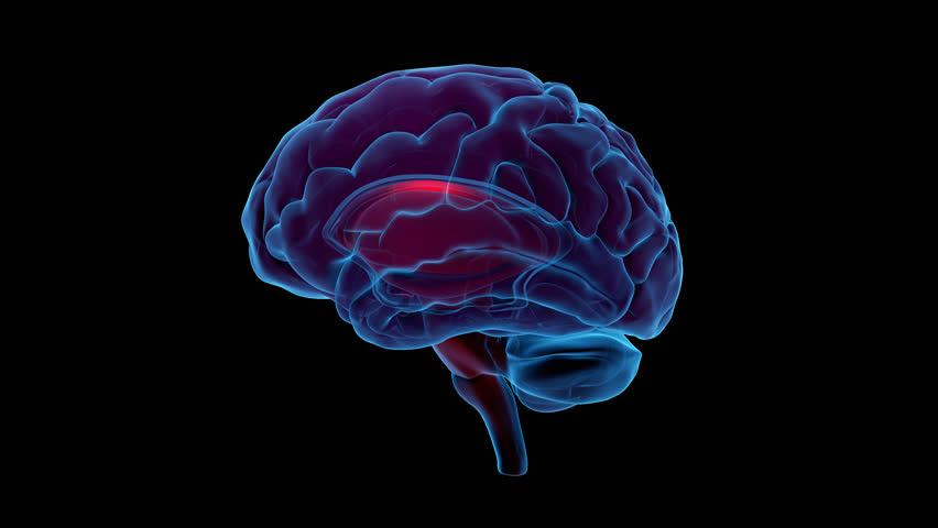 Human Brain Model Rotating (straight Stock Footage Video (100% Royalty ...