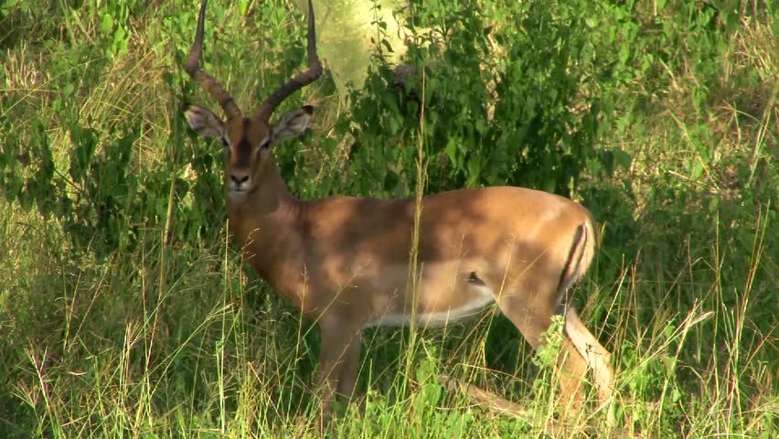 african deer Stock Footage Video (100% Royalty-free) 721267 | Shutterstock