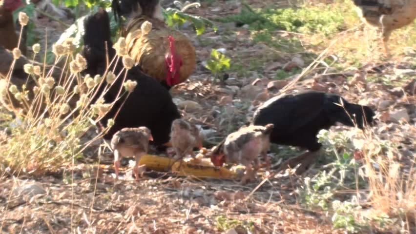 rooster hens chickens eating corn Stock Footage Video (100% Royalty ...