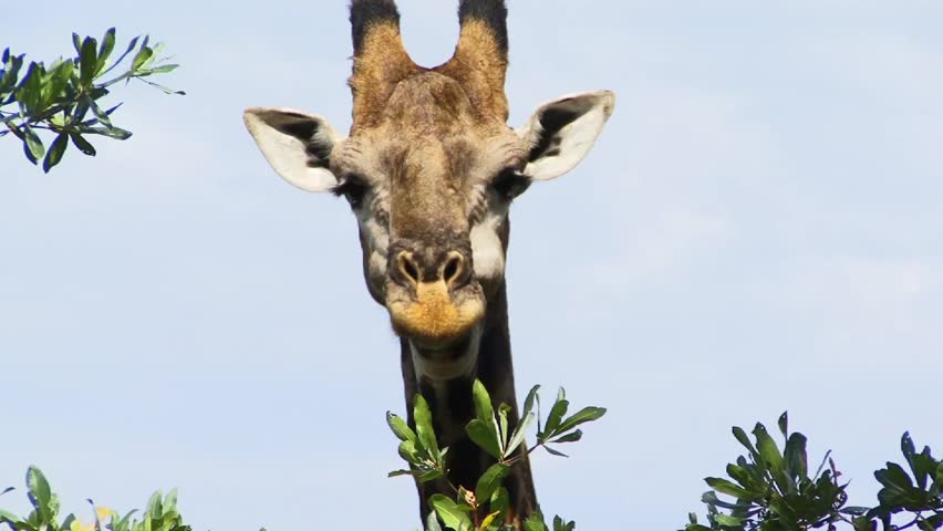 giraffe eating Stock Footage Video (100% Royalty-free) 723805 ...