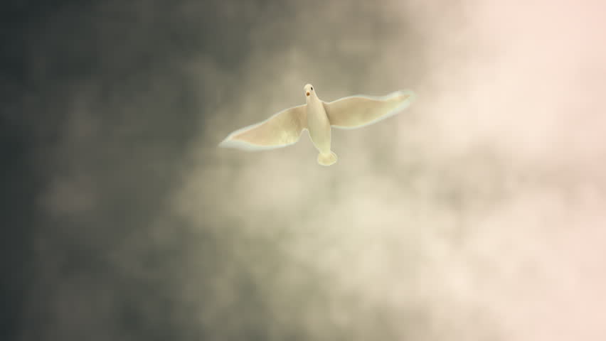 white dove descending among light rays Stock Footage Video (100% ...