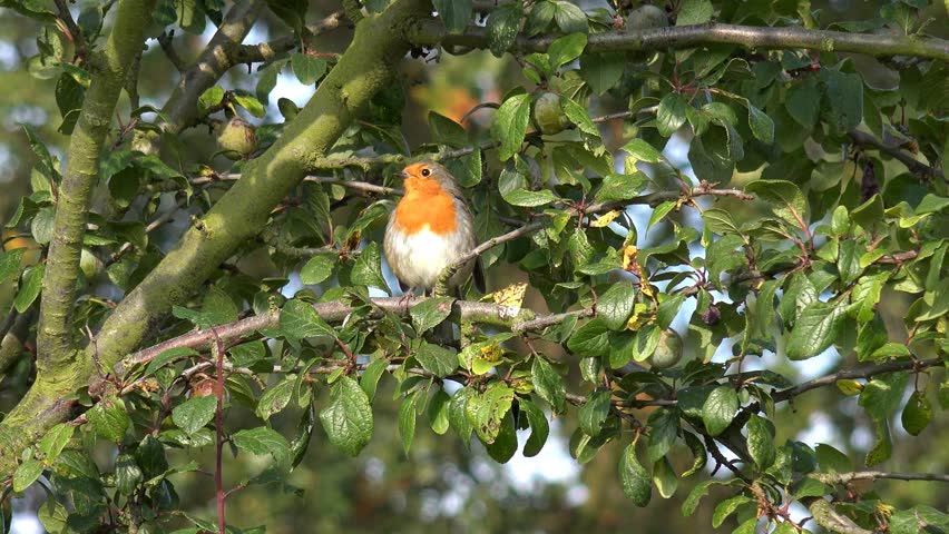 Bird Red Robin in a Stock Footage Video (100% Royalty-free) 7248073 ...