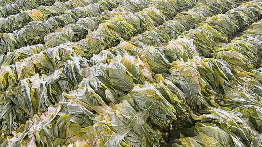 raw tobacco leaf farm pan shot Stock Footage Video (100% Royalty-free ...