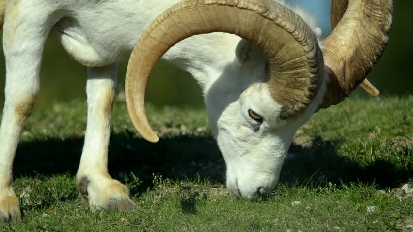 dall sheep dall's ovis dalli species Stock Footage Video (100% Royalty ...