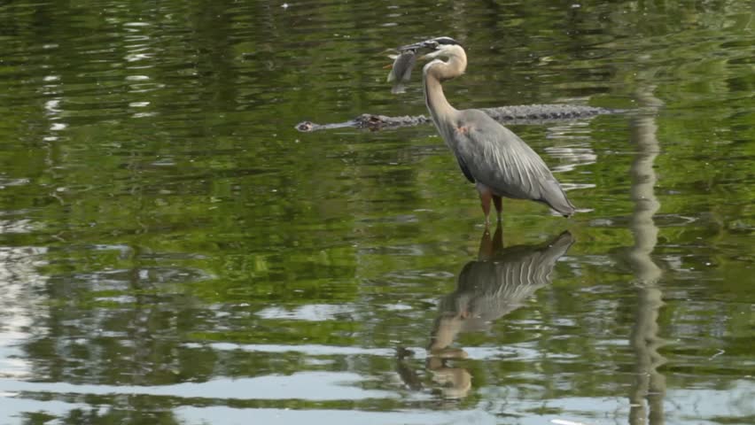 Great Blue Heron Feeding. Credit Stock Footage Video (100% Royalty-free ...